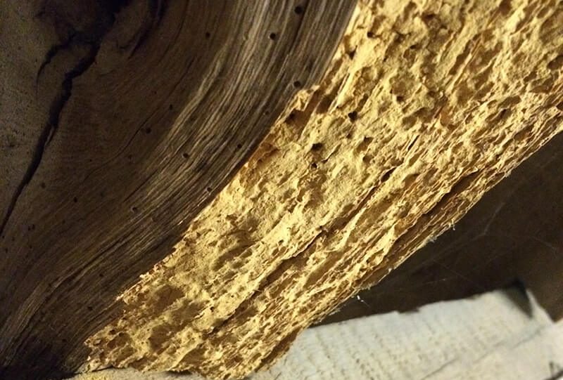 What is Dry Rot and How Can You Prevent it? - Fixrot.co.uk